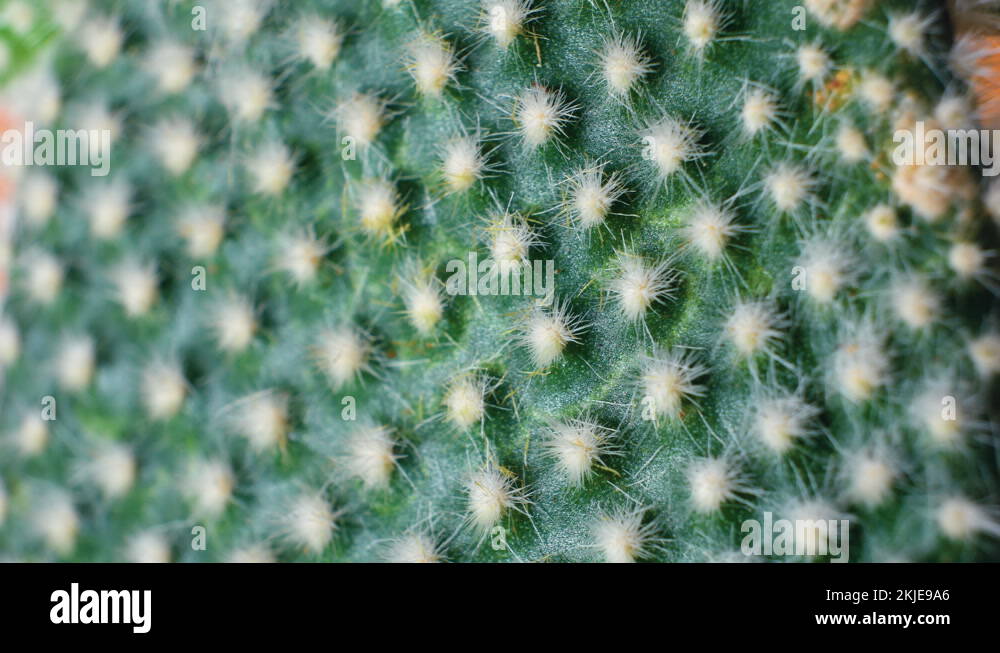Spikes texture Stock Videos & Footage - HD and 4K Video Clips - Alamy