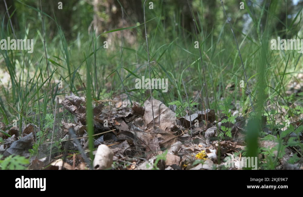 Cigarette fire hazard on forest Stock Videos & Footage - HD and 4K ...