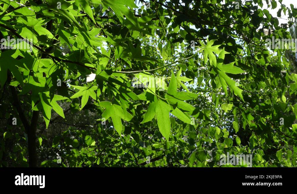 Gumball tree Stock Videos & Footage - HD and 4K Video Clips - Alamy