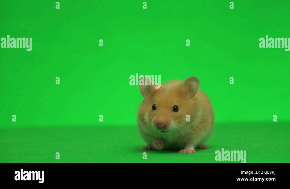 Syrian hamster on a green screen Stock Video Footage - Alamy