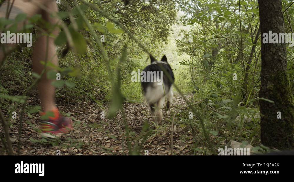 Man running dog border collie Stock Videos & Footage - HD and 4K Video ...