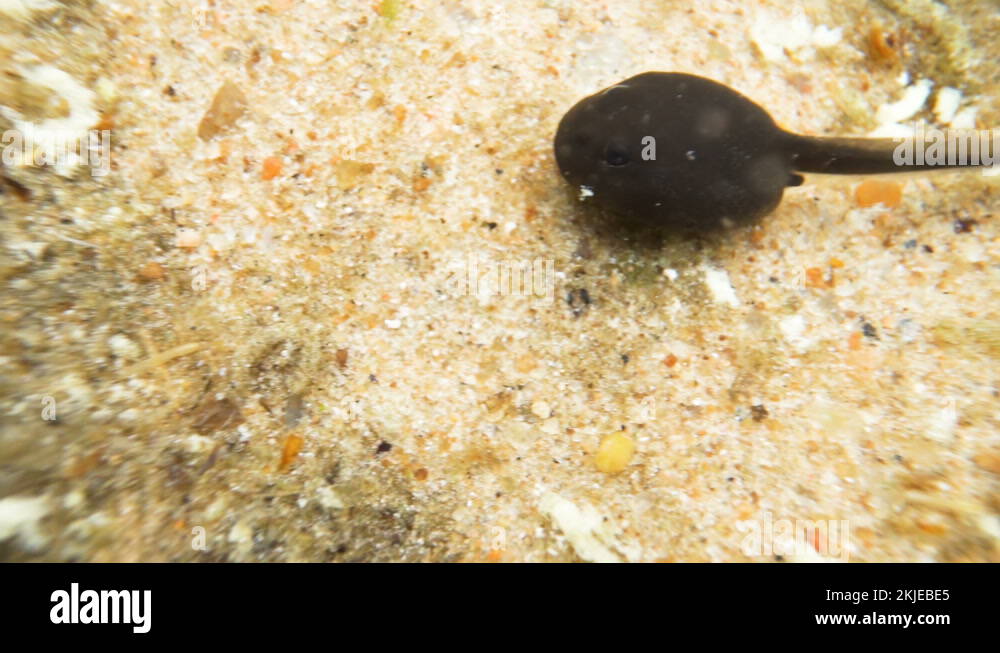 Big tadpole Stock Videos & Footage - HD and 4K Video Clips - Alamy