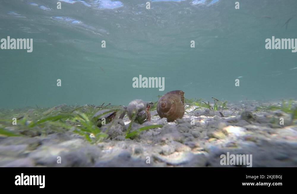Shallow water shell Stock Videos & Footage - HD and 4K Video Clips - Alamy