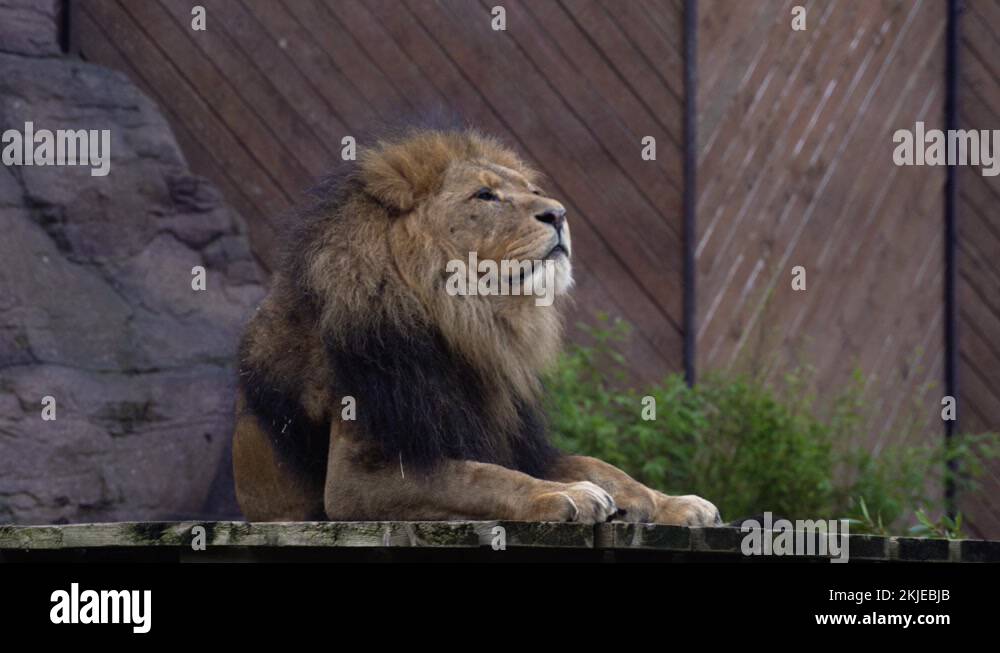 Lion inside its enclosure Stock Videos & Footage - HD and 4K Video ...