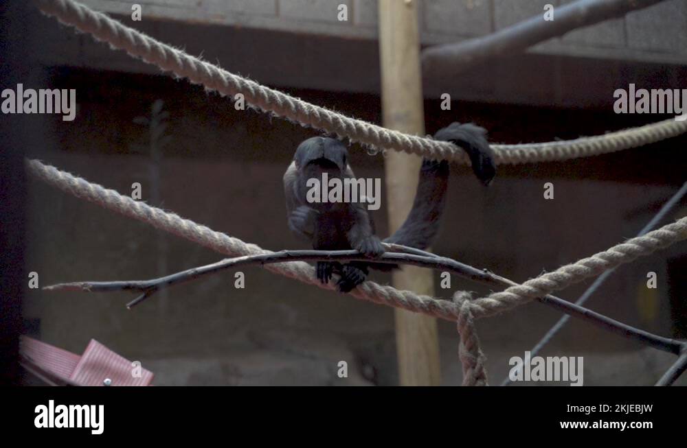 Little monkey climbing a rope inside of a small enclosure in a zoo ...