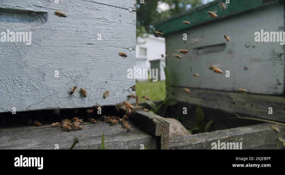 Swarm of Honey Bee's Around Their Hive in Alberta, Canada. Canadian Honey Beekee Stock Video ...