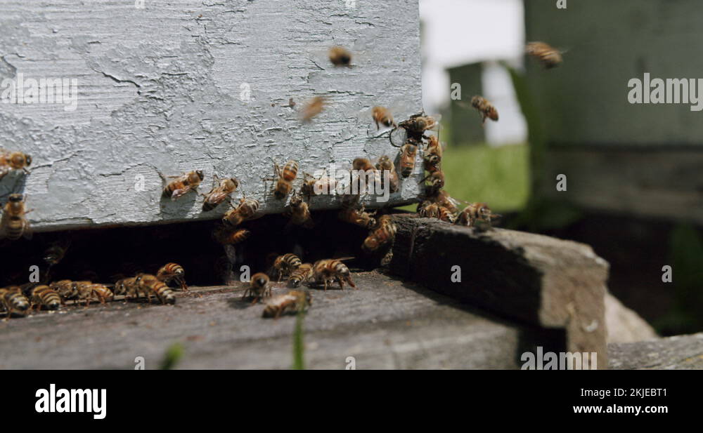 Swarm of Honey Bee's Around Their Hive in Alberta, Canada. Canadian Honey Beekee Stock Video ...