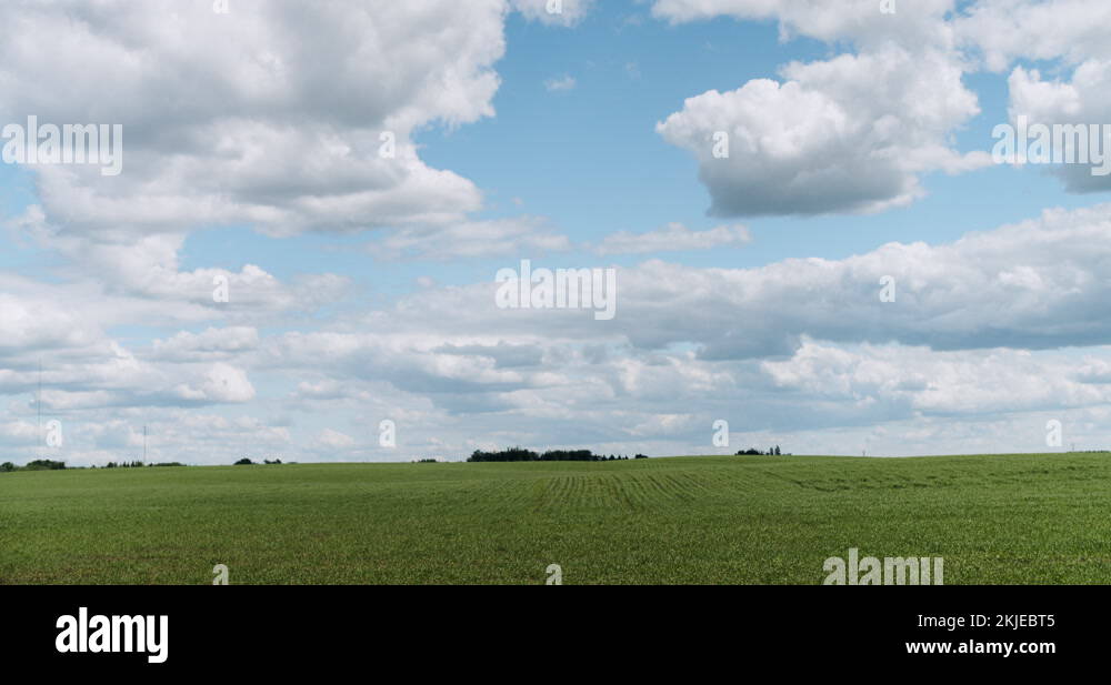 Beautiful Canadian Wheat Field in Northern Alberta, Edmonton, Red Deer ...