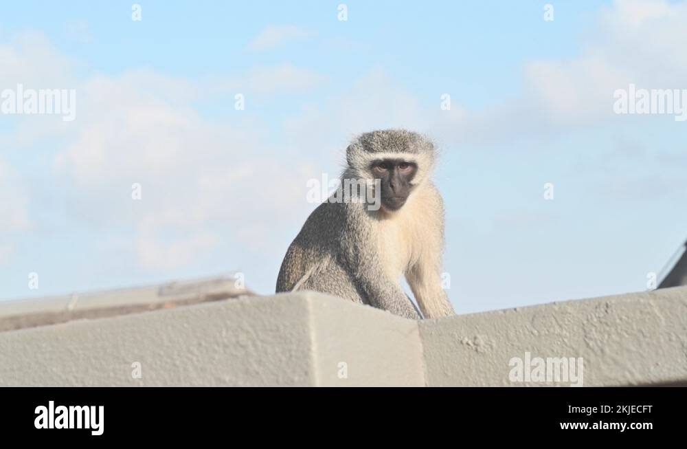 Vervet Monkey sitting on a beige wall looking left with clouds in Stock ...