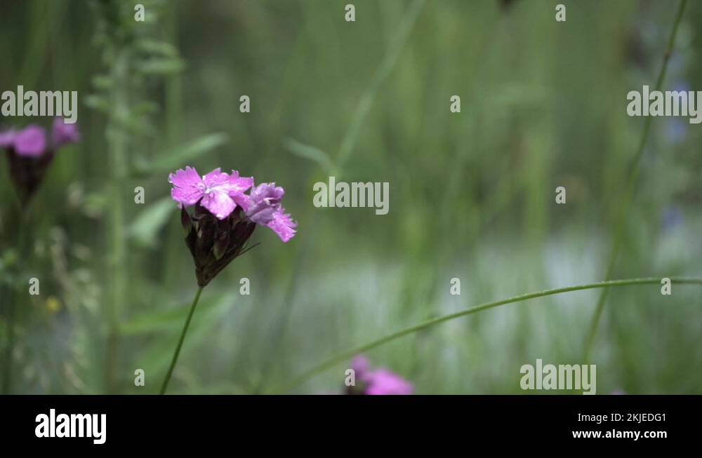 Rain on flower Stock Videos & Footage - HD and 4K Video Clips - Alamy