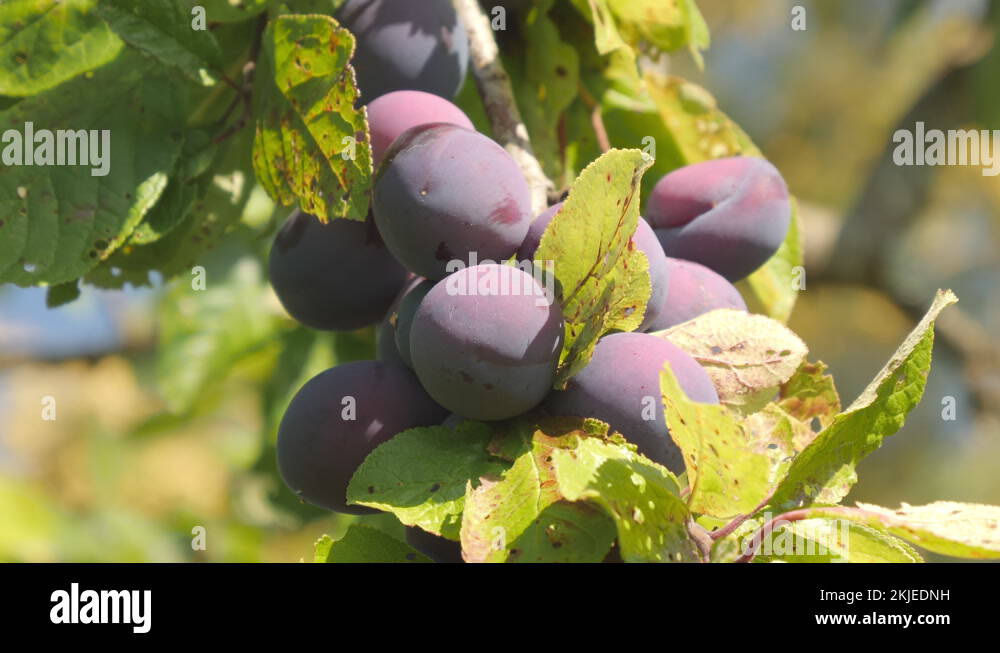 Fruit_stem Stock Videos & Footage - HD and 4K Video Clips - Alamy
