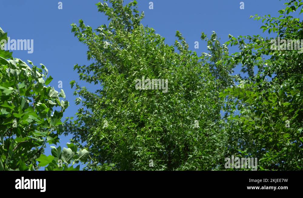 Liquidambar styraciflua tree Stock Videos & Footage - HD and 4K Video ...