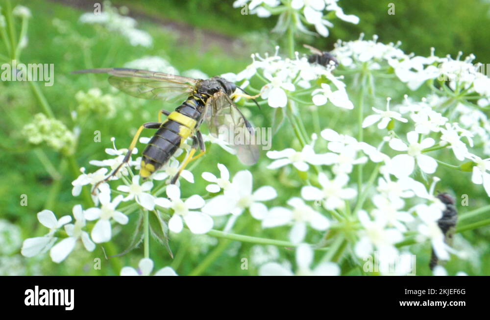 Black and yellow wings Stock Videos & Footage - HD and 4K Video Clips ...