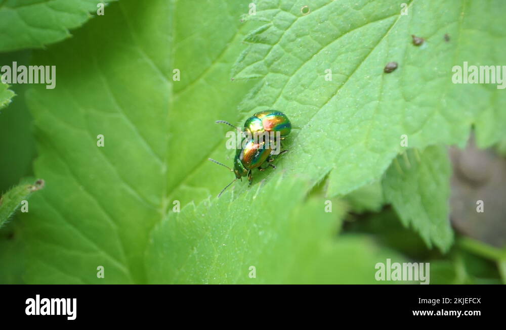 Gold bugs Stock Videos & Footage - HD and 4K Video Clips - Alamy