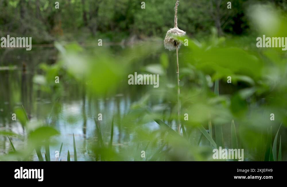 Cattail plant detail Stock Videos & Footage - HD and 4K Video Clips - Alamy