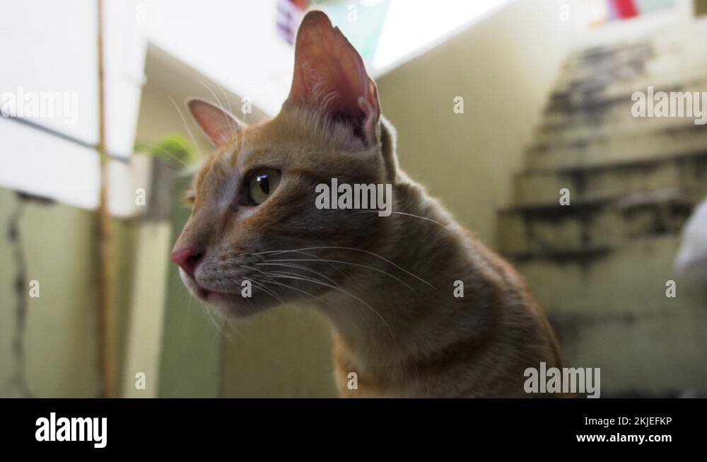 Indian billi breed also known as Indian common cat Stock Video Footage ...