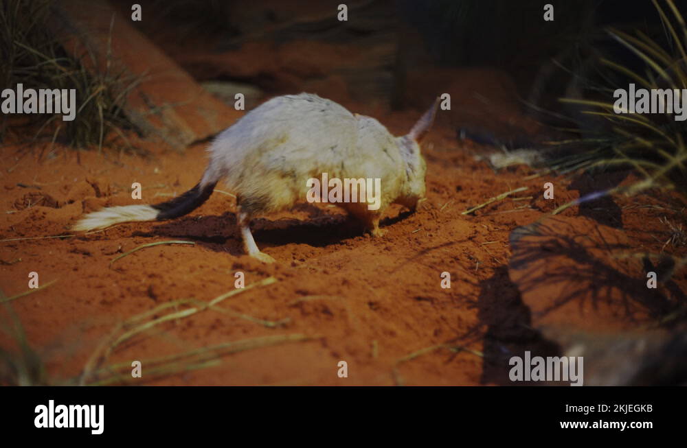 Bilby australia Stock Videos & Footage - HD and 4K Video Clips - Alamy