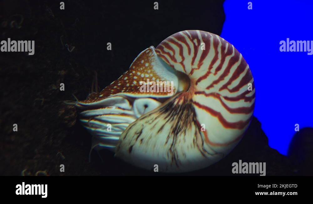 The chambered nautilus Stock Videos & Footage - HD and 4K Video Clips ...