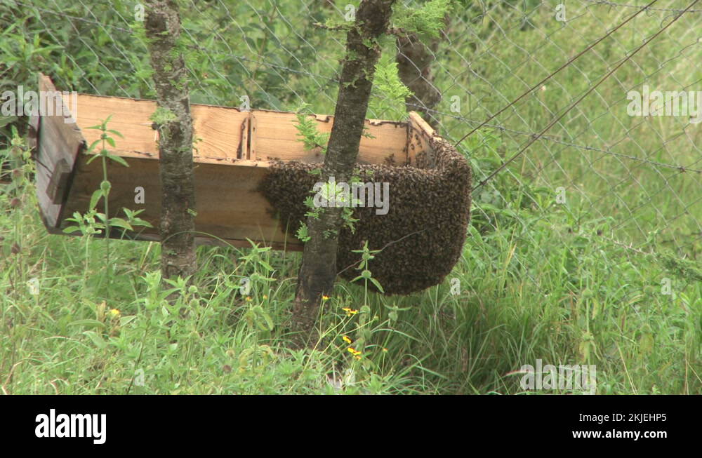 Many bees outside a broken hive Stock Video Footage - Alamy