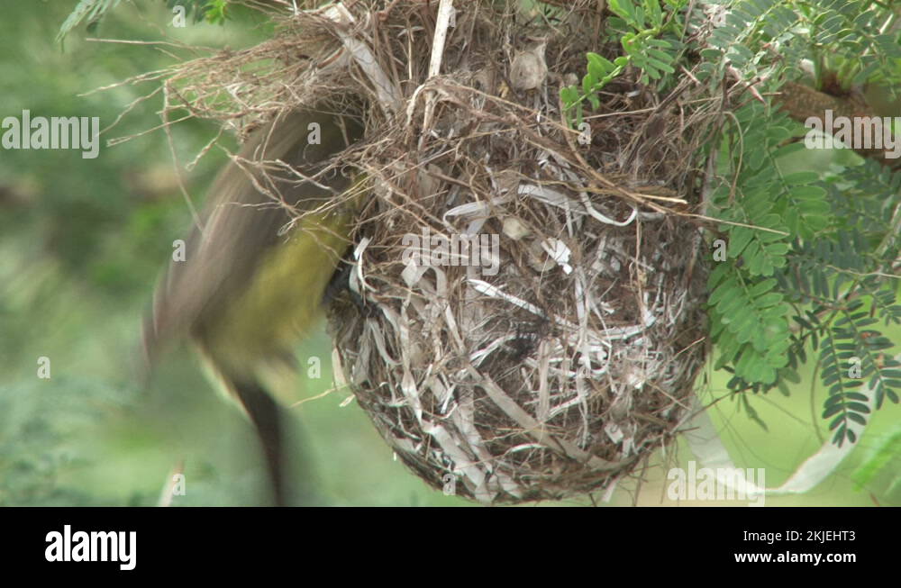 Female sunbird nest Stock Videos & Footage - HD and 4K Video Clips - Alamy