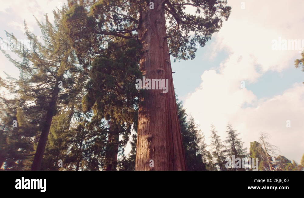 Branches of a sequoia Stock Videos & Footage - HD and 4K Video Clips ...