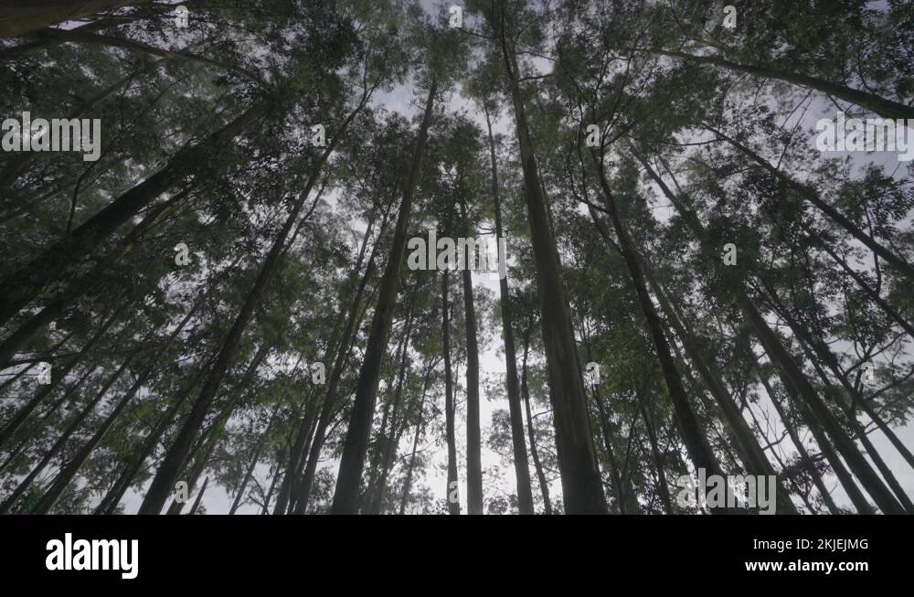 Trees of kerala Stock Videos & Footage - HD and 4K Video Clips - Alamy