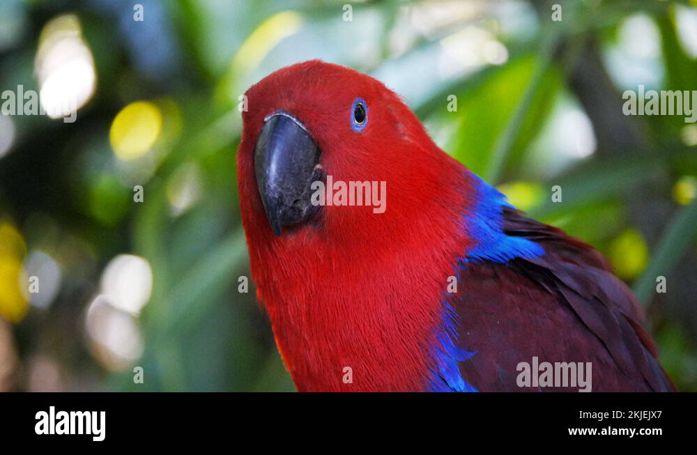 Red australian parrot Stock Videos & Footage - HD and 4K Video Clips ...