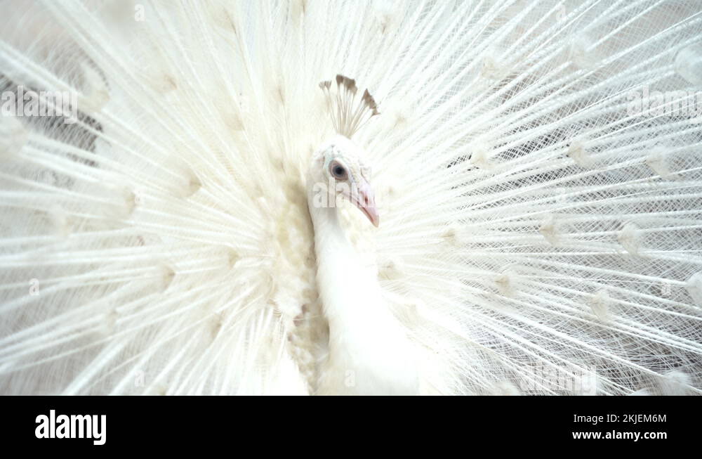 Pure white plumage Stock Videos & Footage - HD and 4K Video Clips - Alamy