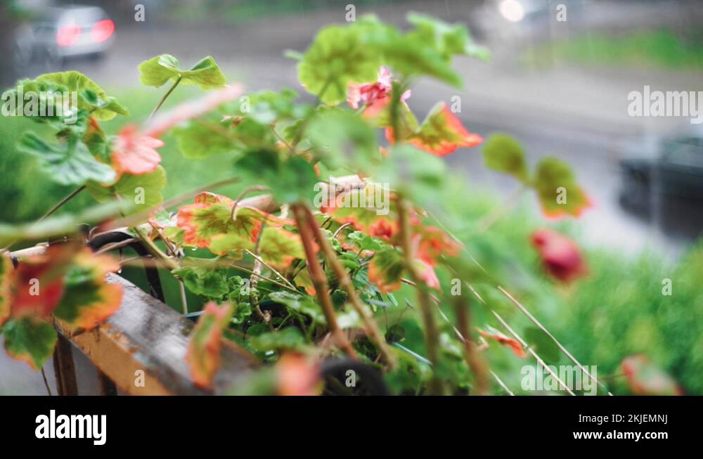 Balcony fall flowers Stock Videos & Footage - HD and 4K Video Clips - Alamy