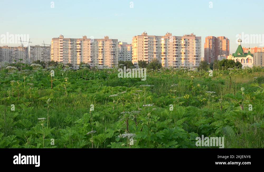 Invasive alien weed Stock Videos & Footage - HD and 4K Video Clips - Alamy