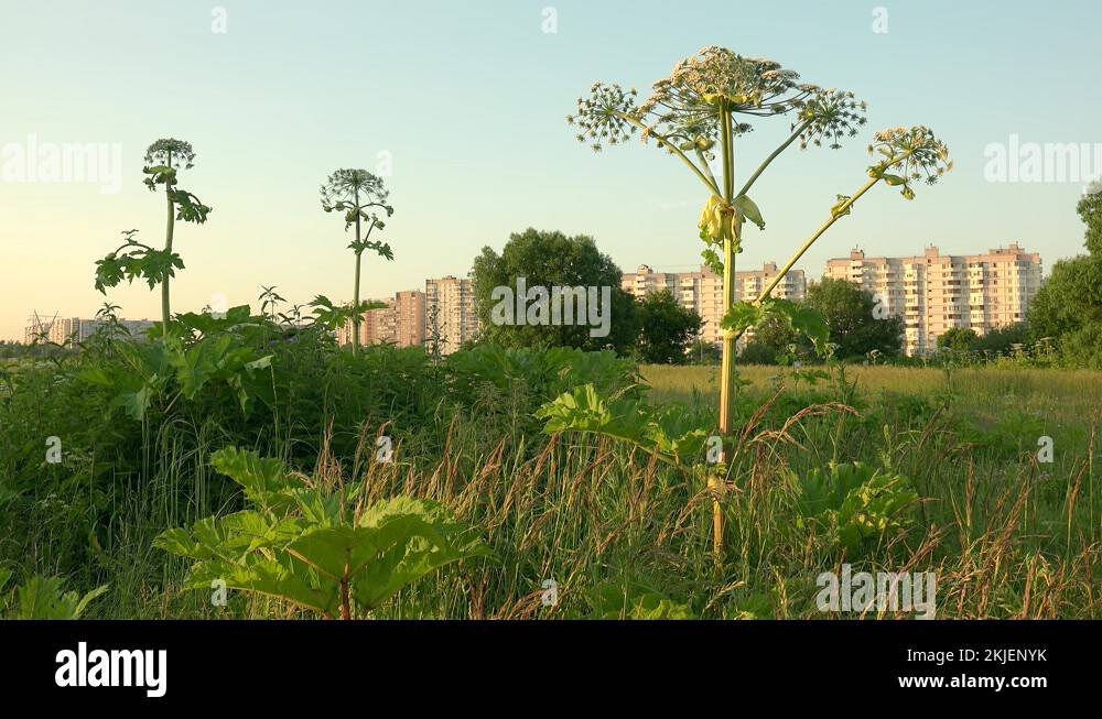 Invasive overgrowth of the Giant hogweed (Heracleum) at the city ...