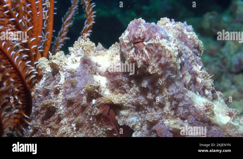 Octopus octopus vulgaris octopoda Stock Videos & Footage - HD and 4K ...