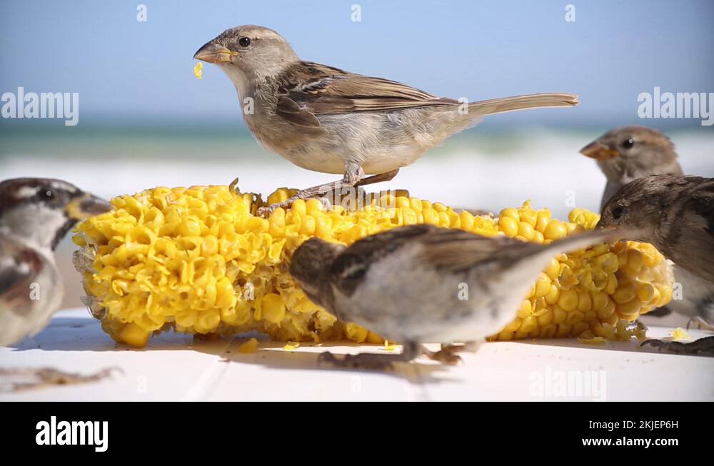 Get eaten by birds Stock Videos & Footage - HD and 4K Video Clips - Alamy