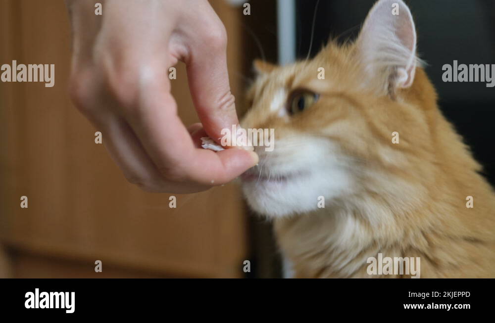 Proper cat Stock Videos & Footage - HD and 4K Video Clips - Alamy