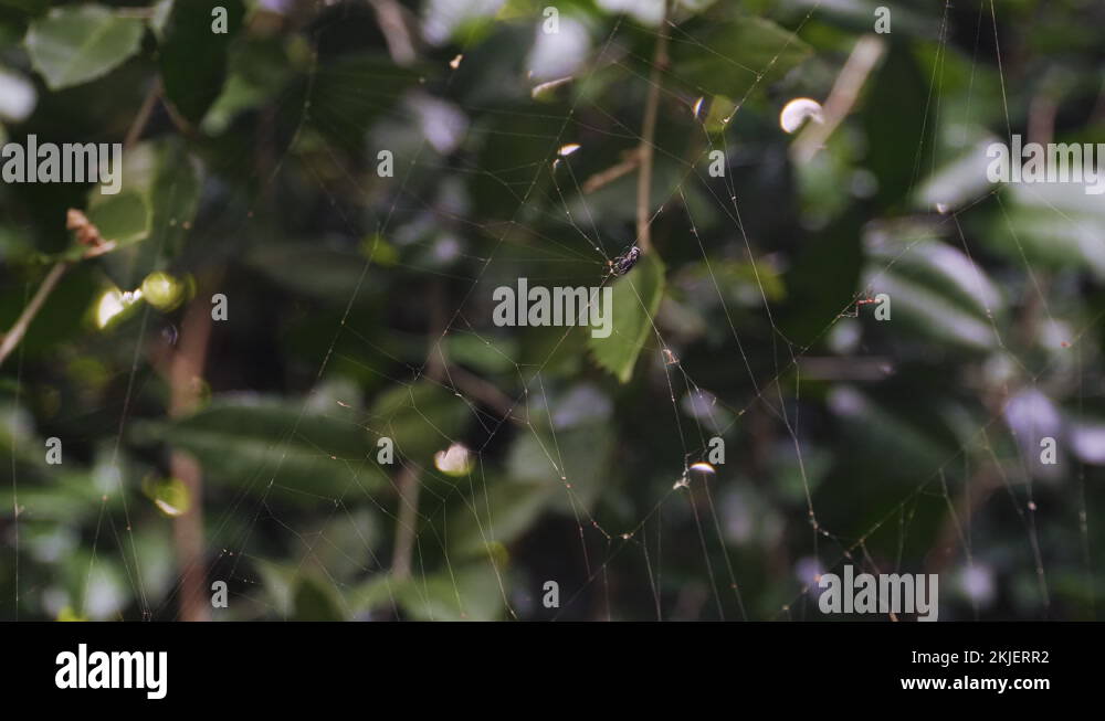 Fly Caught in Spider Web. An Insect Stuck to Net Trying to Escape Stock ...