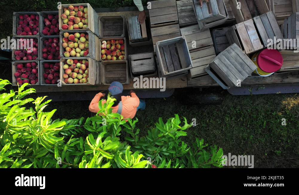 Men adjusting crates and loading peaches onto a flatbed behind a ...