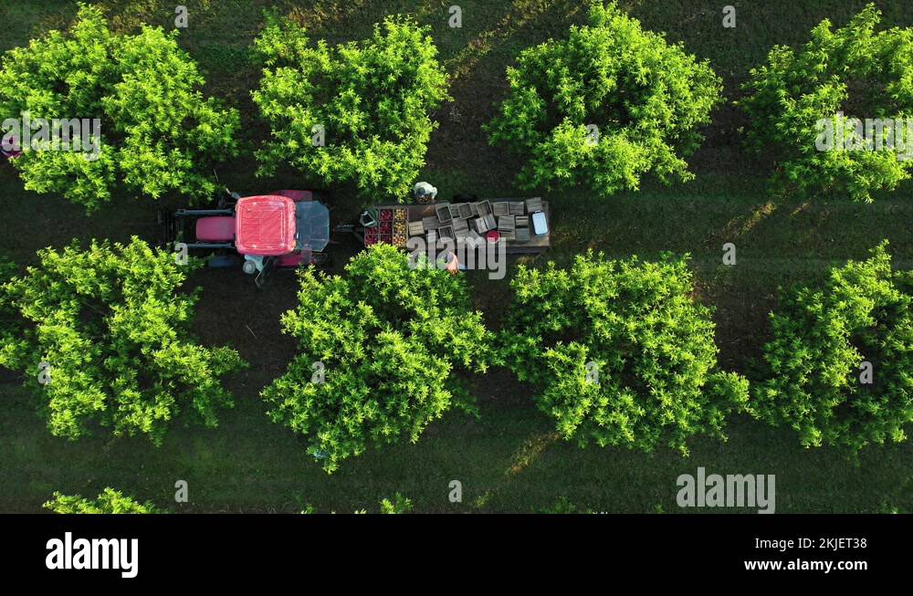 Loading fruit Stock Videos & Footage - HD and 4K Video Clips - Alamy