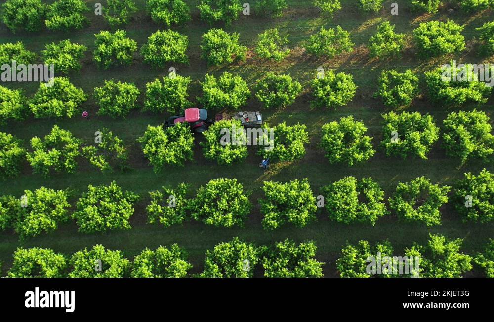 Fruit of the angles Stock Videos & Footage - HD and 4K Video Clips - Alamy