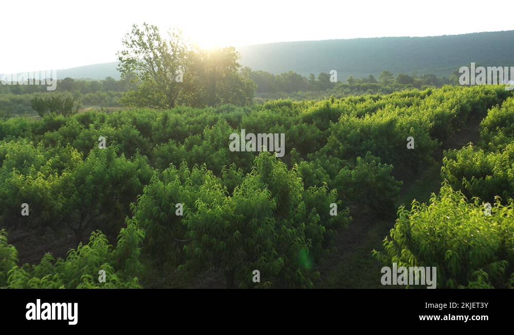 Sunrise fruit trees Stock Videos & Footage - HD and 4K Video Clips - Alamy