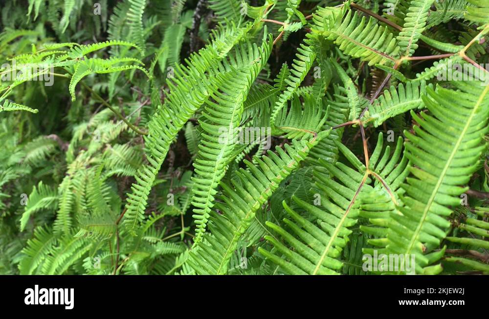 Beautiful native fern Stock Videos & Footage - HD and 4K Video Clips ...