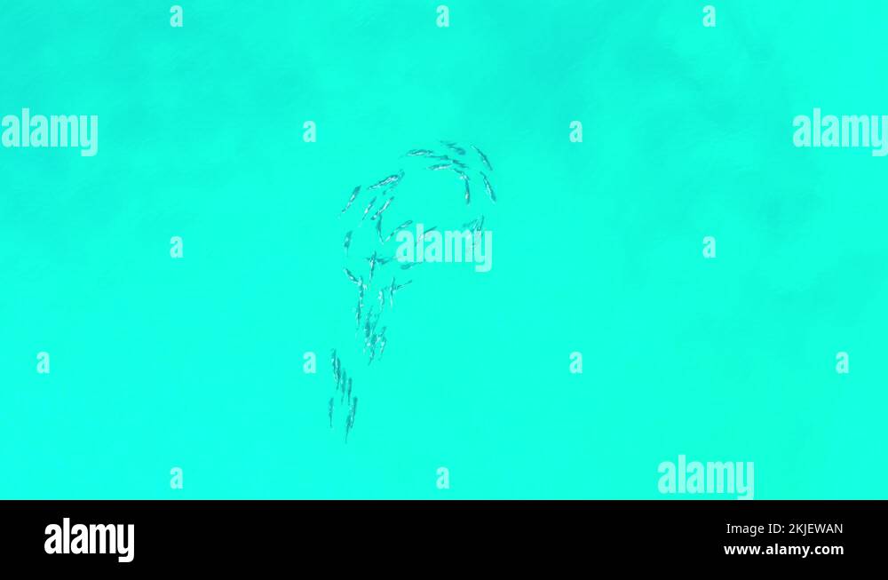 School fish circle Stock Videos & Footage - HD and 4K Video Clips - Alamy