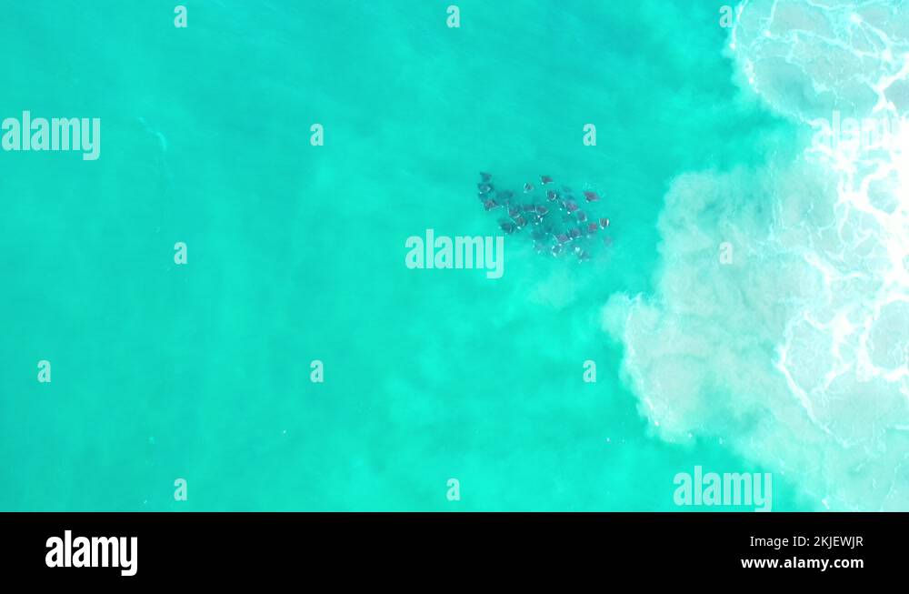 Creatures roaming Stock Videos & Footage - HD and 4K Video Clips - Alamy