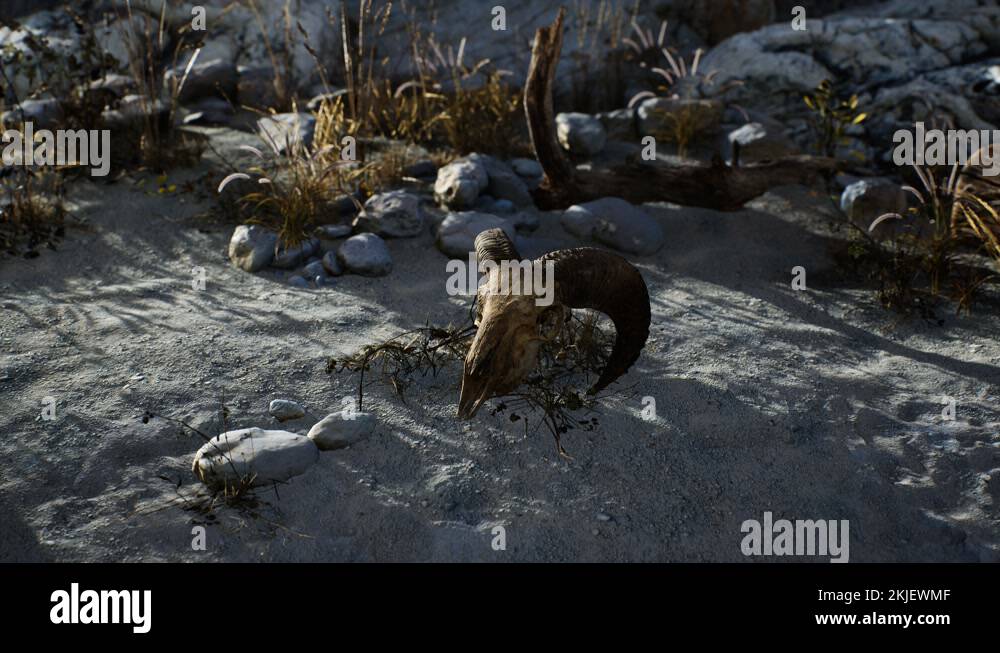 Skull of a dead ram in the desert Stock Video Footage - Alamy