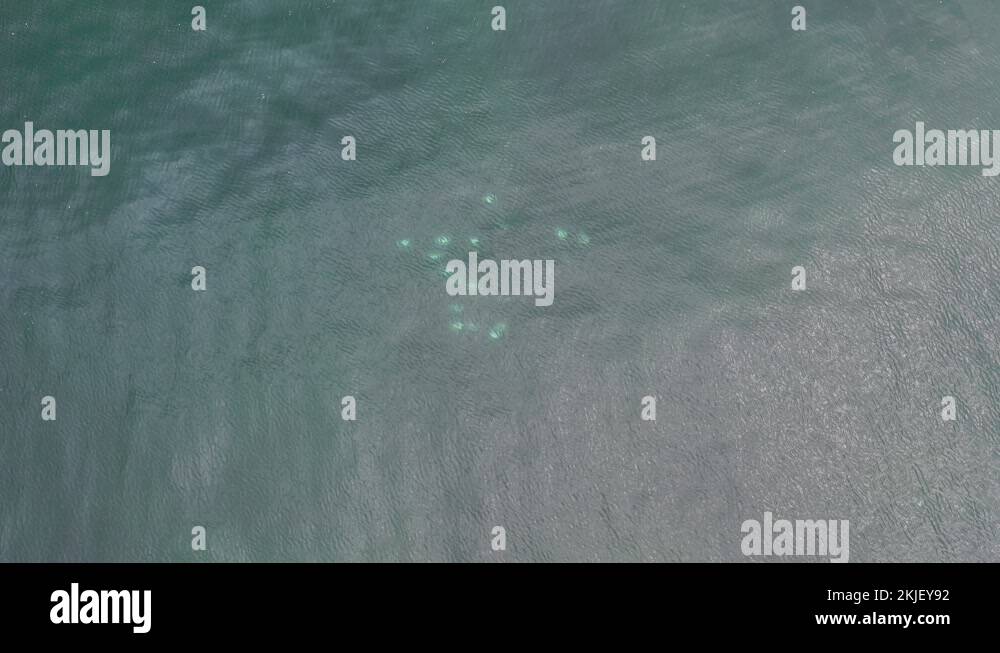 White spot fish Stock Videos & Footage - HD and 4K Video Clips - Alamy