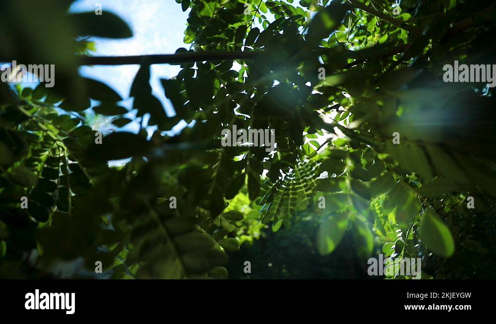 Jungle tree and branches Stock Videos & Footage - HD and 4K Video Clips ...