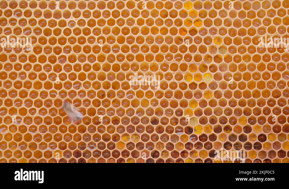 Beehive cells Stock Videos & Footage - HD and 4K Video Clips - Alamy