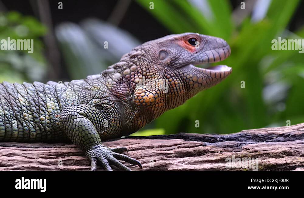 Side view of a caiman Stock Videos & Footage - HD and 4K Video Clips ...