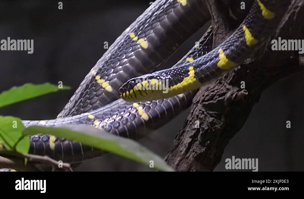 Gold and black tree snake Stock Videos & Footage - HD and 4K Video ...