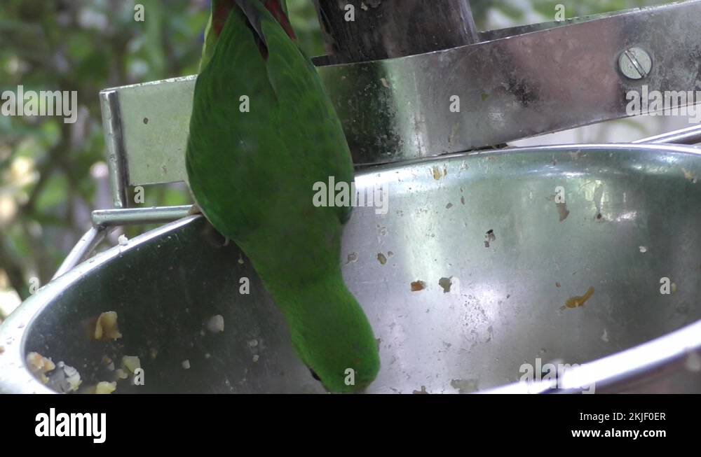Bird meal Stock Videos & Footage - HD and 4K Video Clips - Alamy