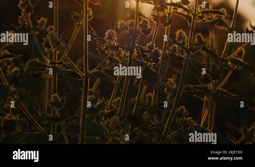 Field balm Stock Videos & Footage - HD and 4K Video Clips - Alamy